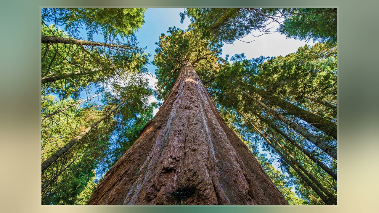 Hyperion (Tree) - YouTube