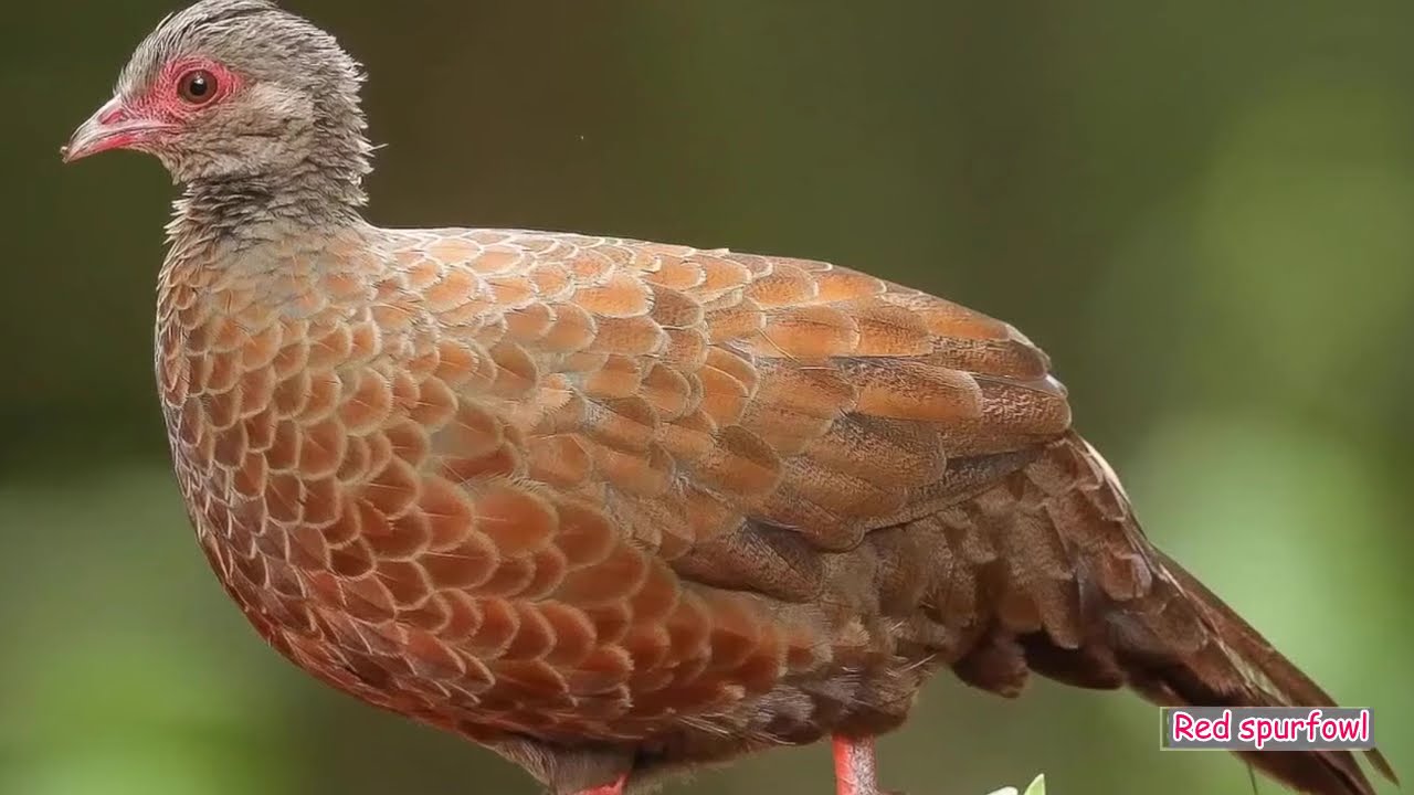 Red spurfowl (Galloperdix spadicea) - YouTube