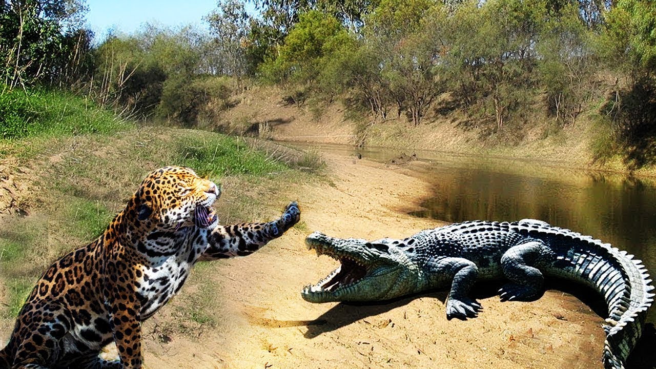 Increíbles Grandes felinos Cazando cocodrilos Mientras duerme guepardo ...