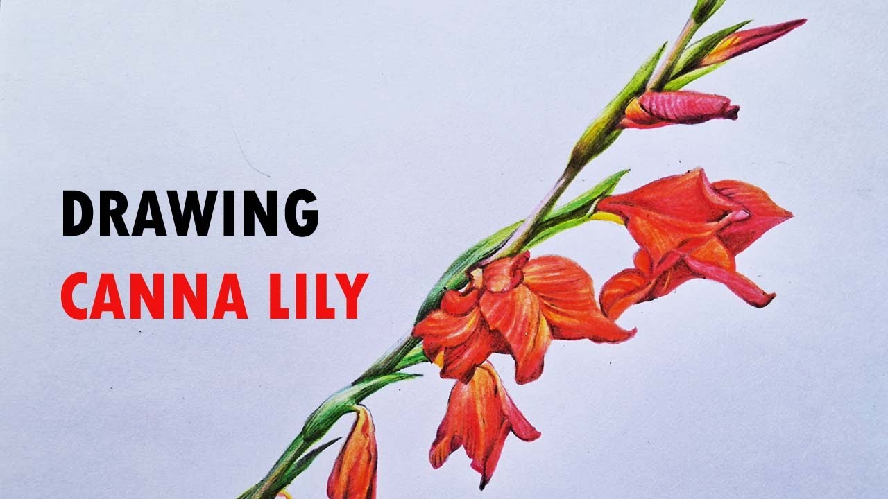 Canna Lily Drawing in Colour pencils | howto draw flower | Color pencil ...