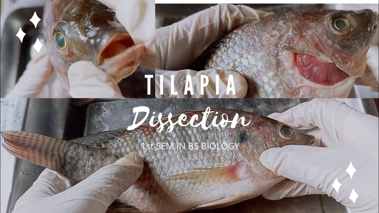 Tilapia Dissection #3 (Life of a Biology Student)🐟 - YouTube