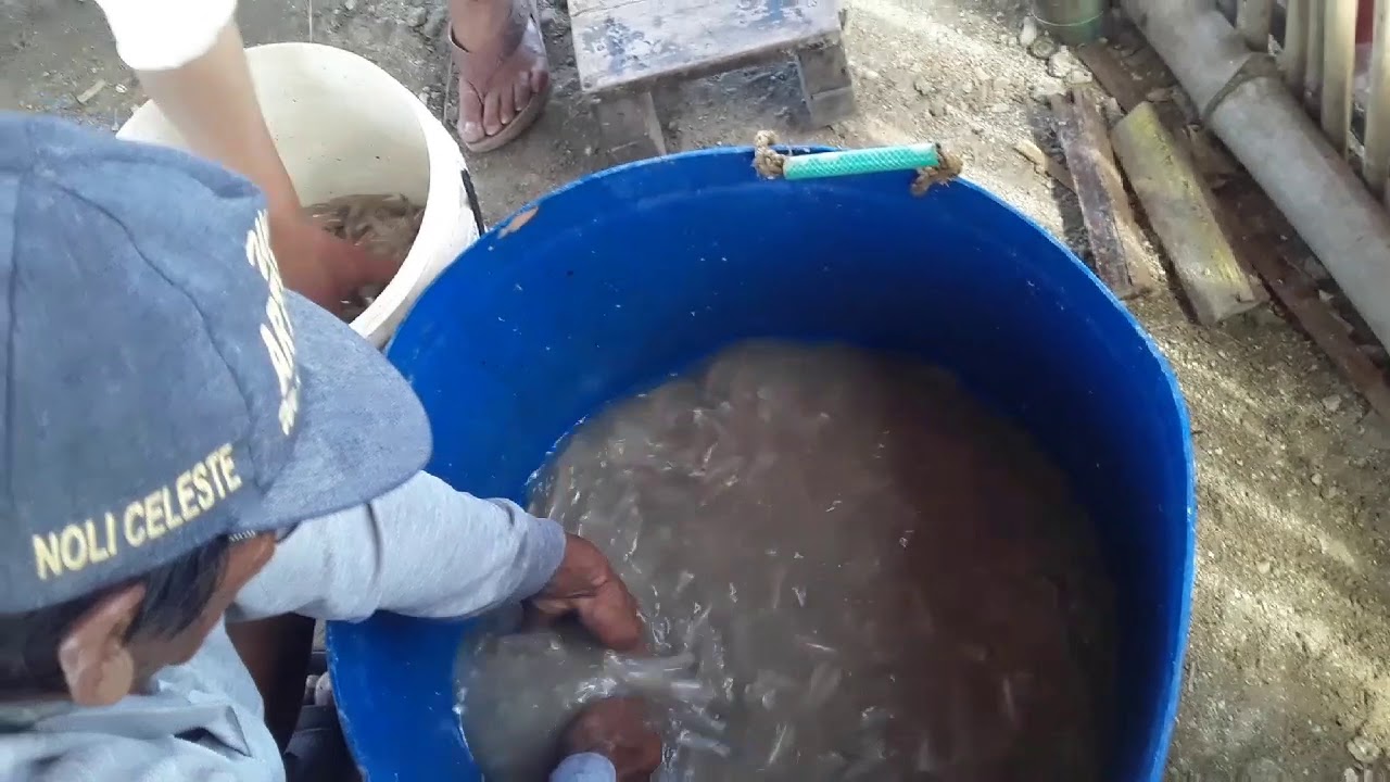 How to process Dilis dried fish or (bolinao fish),, - YouTube