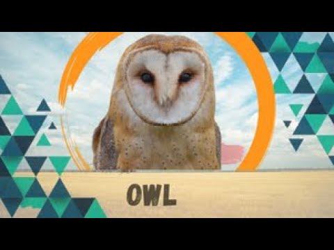 Binocular vision owl - YouTube