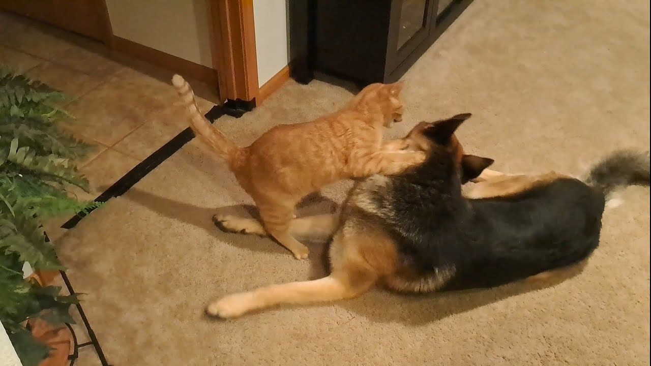 Rumble tumble - YouTube