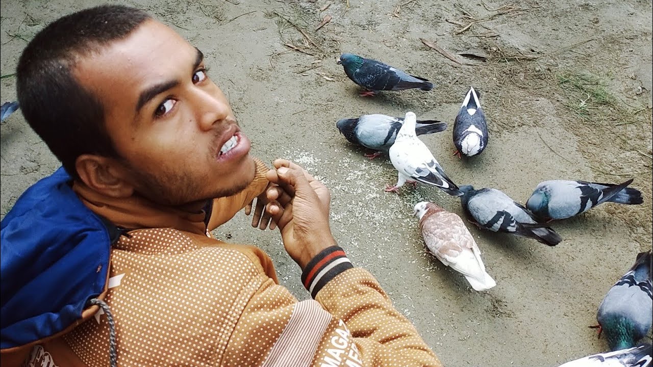 কবুতরের রোগ থেকে বাঁচতে ঔষধ খাওয়াই । Limon Hasan - YouTube