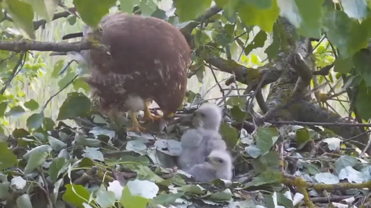 Common Buzzards (Tiszalök, Hungary) | Dad brings small prey for two ...