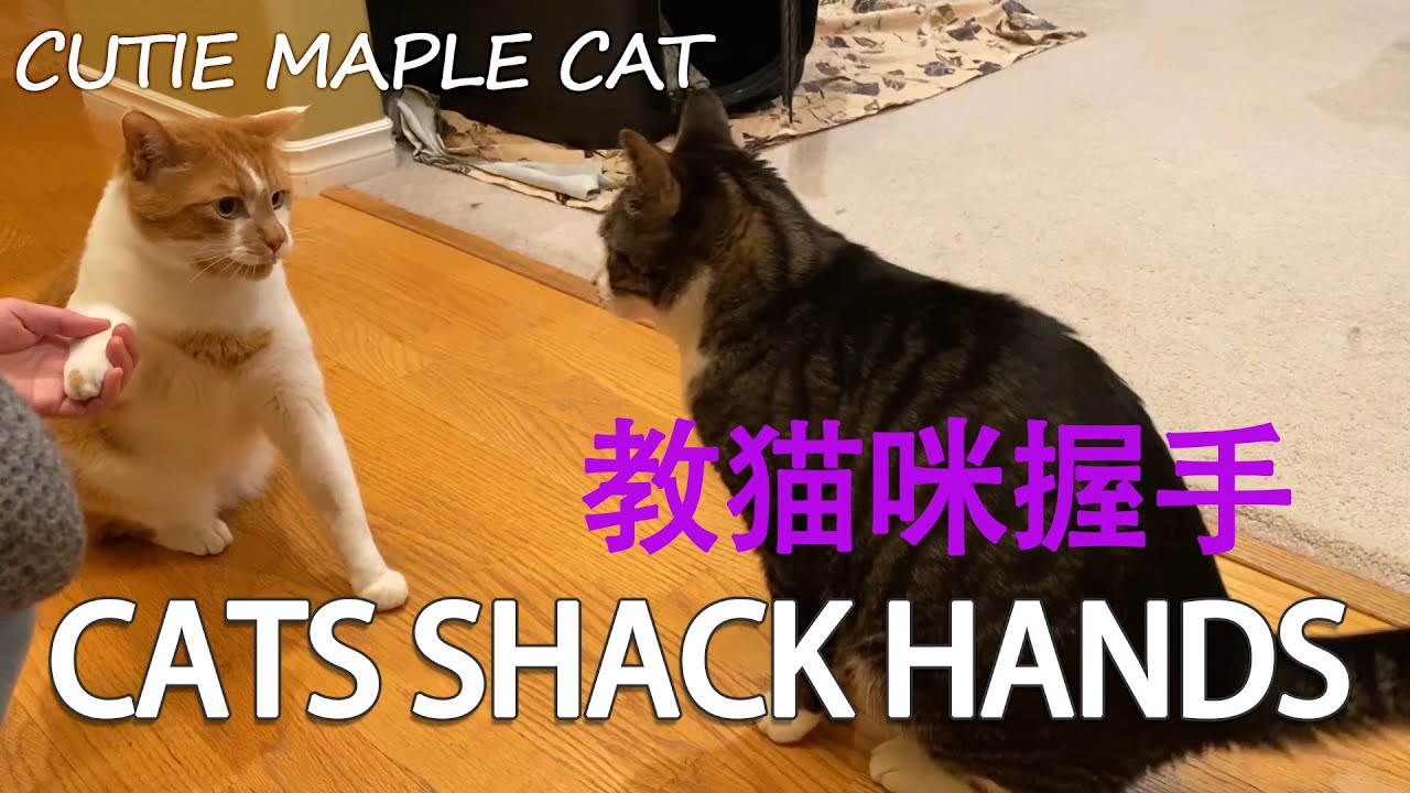 Teach two cats shack hands (paws)教两只猫咪握手，一只呆萌，另一只急得团团转 - YouTube