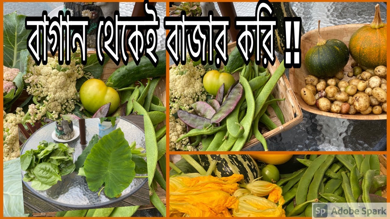August Garden Tour Harvesting Lots of Vegetables Shokher Bagan 2021 ...