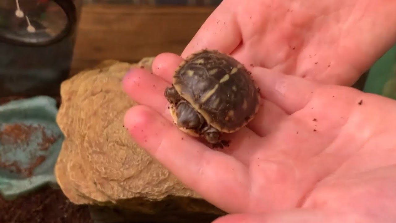 Baby Box Turtles, Episode 21, Season 2 - YouTube