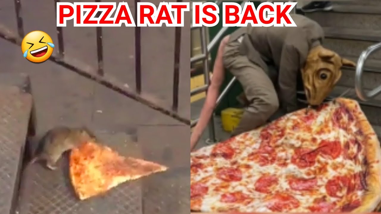 5 Years Ago Comedian Describes A Rat Carrying Pizza | 5 Years Later ...