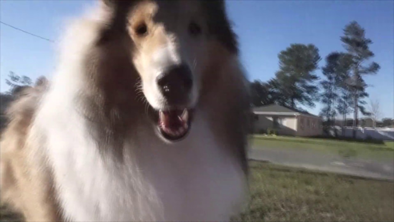 So You Think You Want A Rough Collie | SHEDDING... Or Not? - YouTube