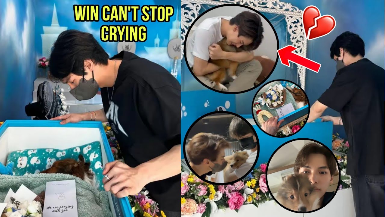 [BrightWin] Omg! Win Metawin's fur baby Bentley suddenly has passed ...