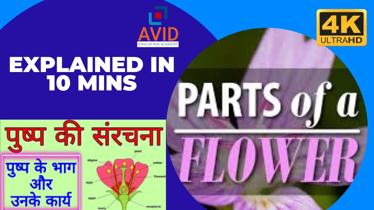 Parts of a Flowers, Functions and structure of flowers , whorls, Sepals ...