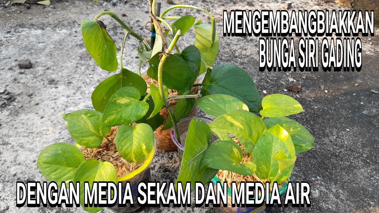 MENANAM BUNGA SIRI GADING- PEMBIBITAN SIRI GADING - YouTube