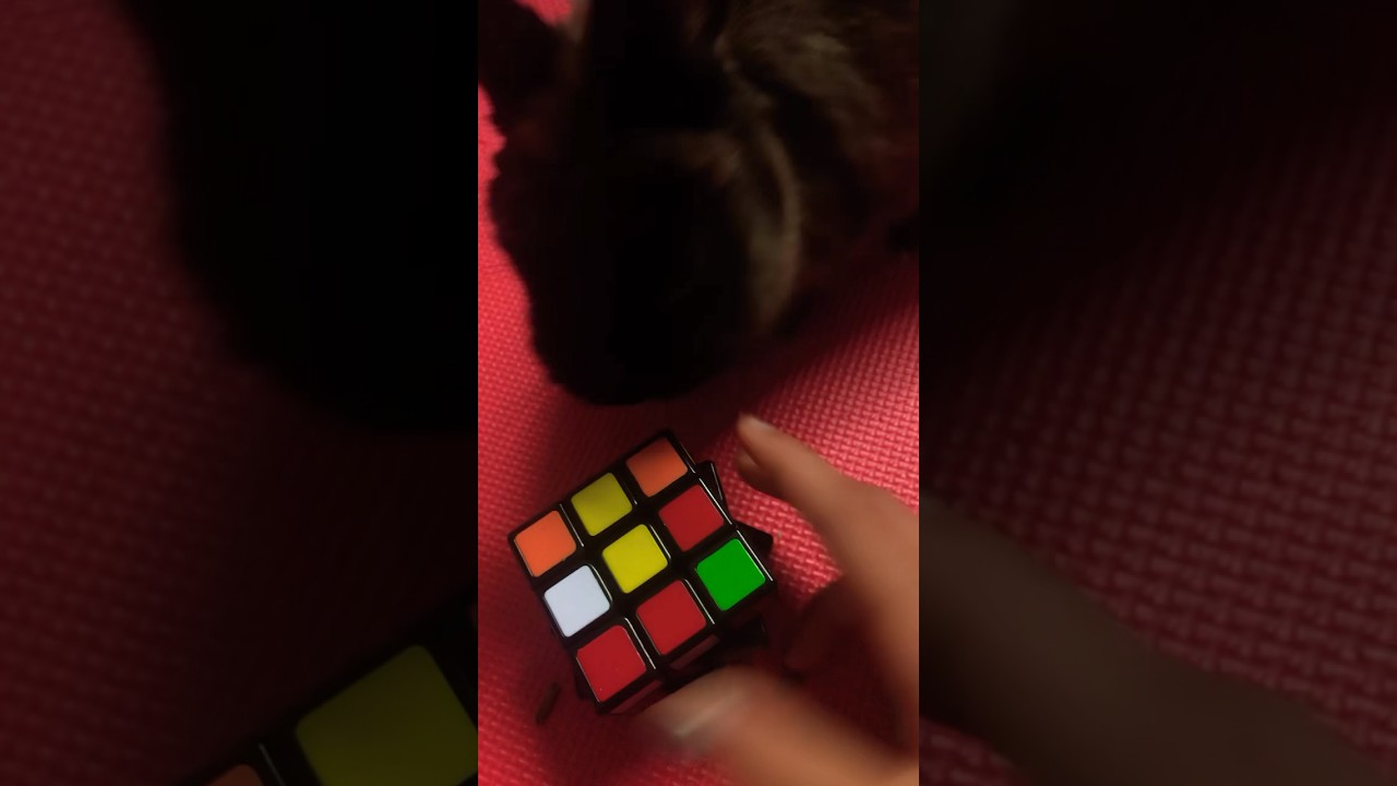 Watch this bunny solve a Rubik’s Cube 🧠 #bunny #cuterabbit #rabbit # ...