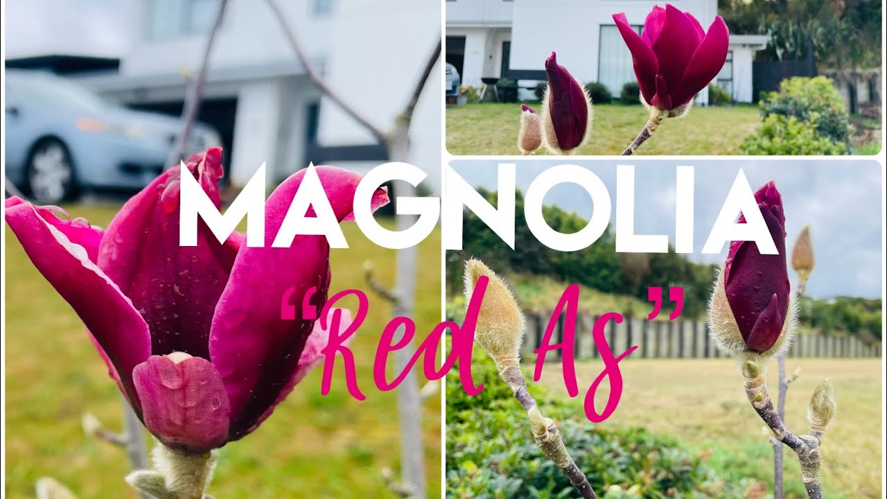 Time Lapse of Magnolia “Red As” - YouTube