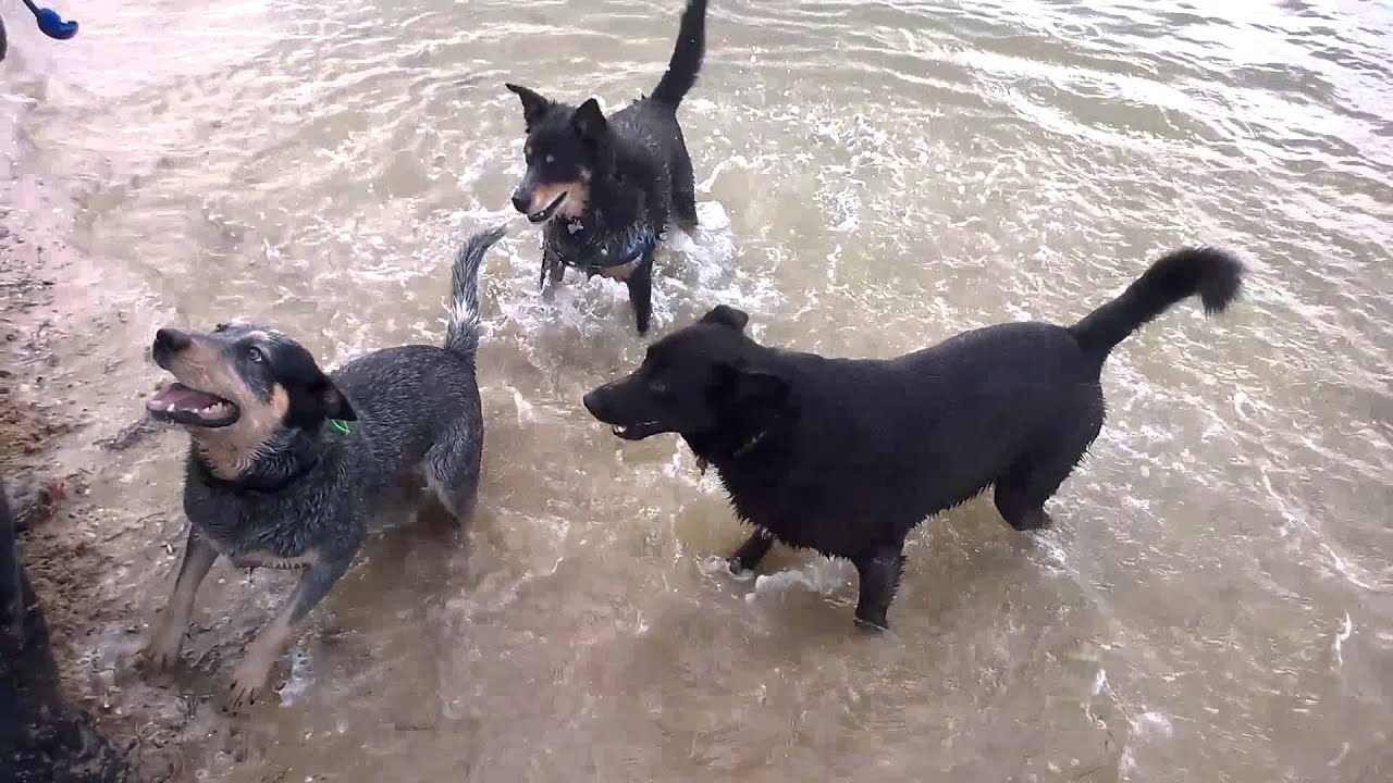 Blue heeler, kelpie border X (Sidney) & a Kelpie play hard at beach in ...