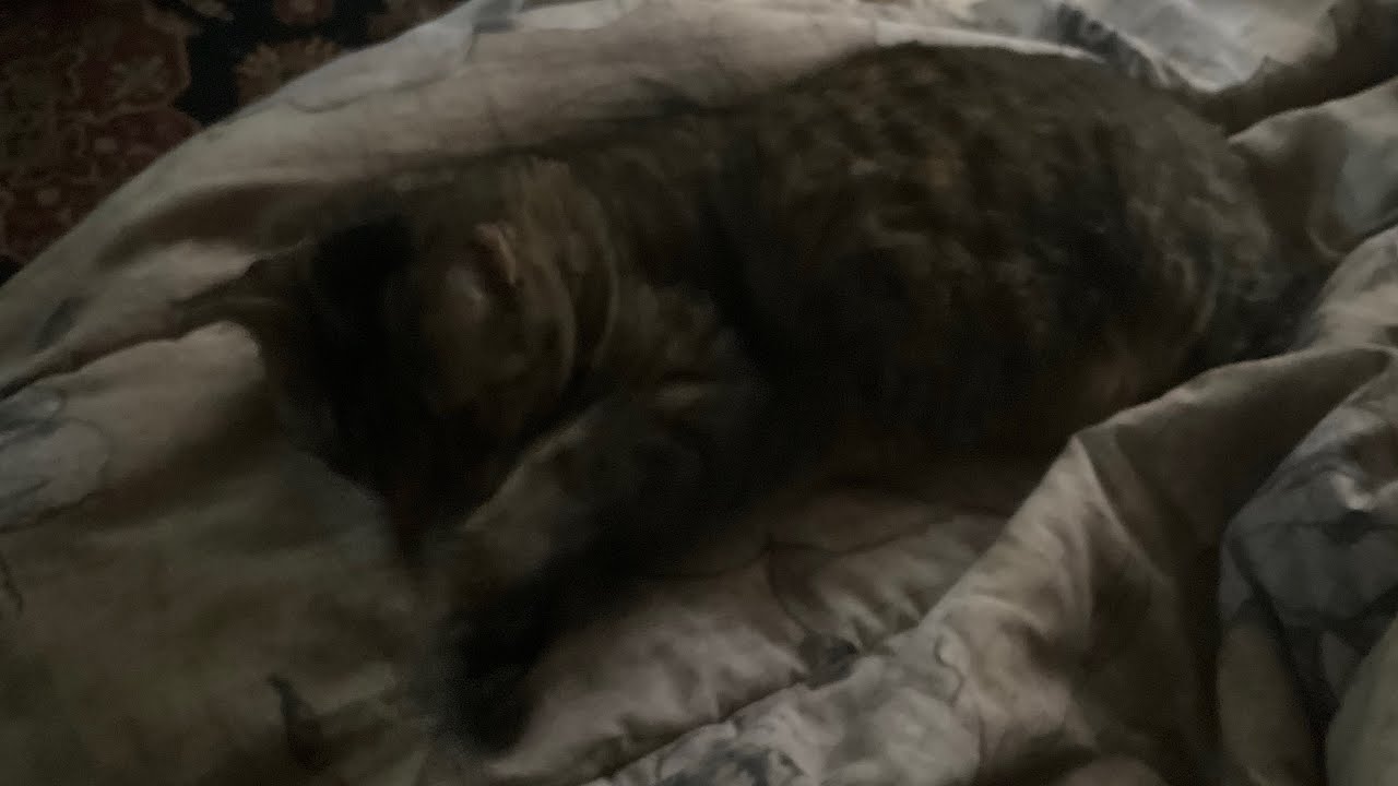 Shadow purring - YouTube