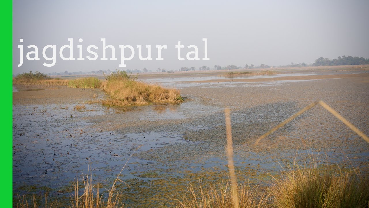 Jagdishpur Tal: The largest reservoir in Nepal - YouTube