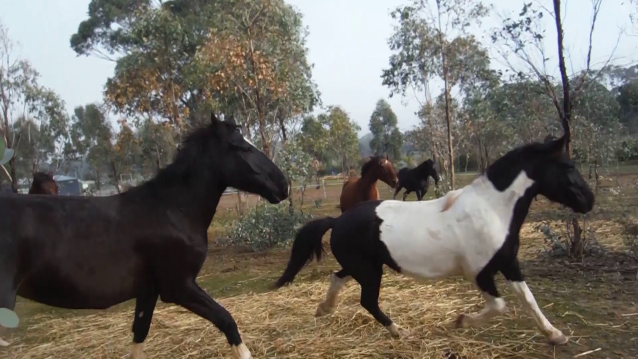Standing among Stampeding Horses - YouTube