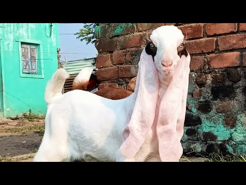 berasia road rathva ratanpur gaon poti farm Bhopal 👆 National Bakra ...