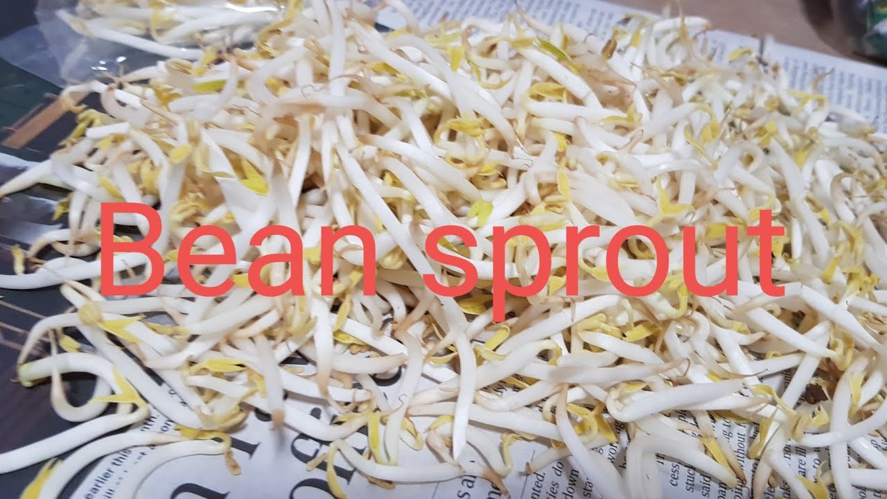HOW TO CLEAN BEAN SPROUT||#Marvels15Vlog - YouTube