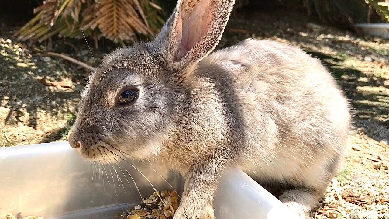 Small rabbit eating granola deliciously - YouTube