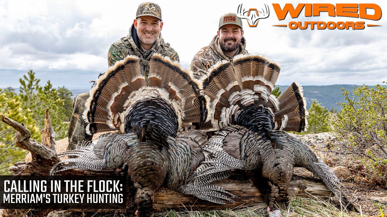 Calling In The Flock - Merriam's Turkey Hunting - YouTube