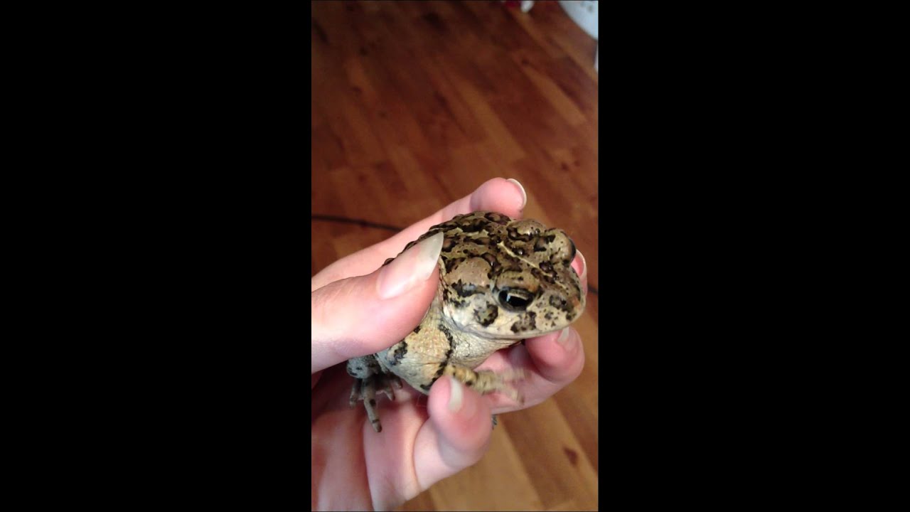Cute Squeaking Frog!! - YouTube