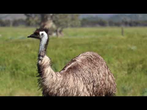 FLINDERS RANGES National Park - Discover the Park
