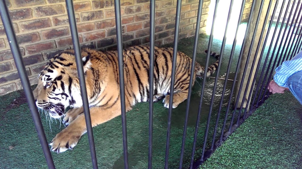 The less fun part ! when looking after a disabled tiger - YouTube