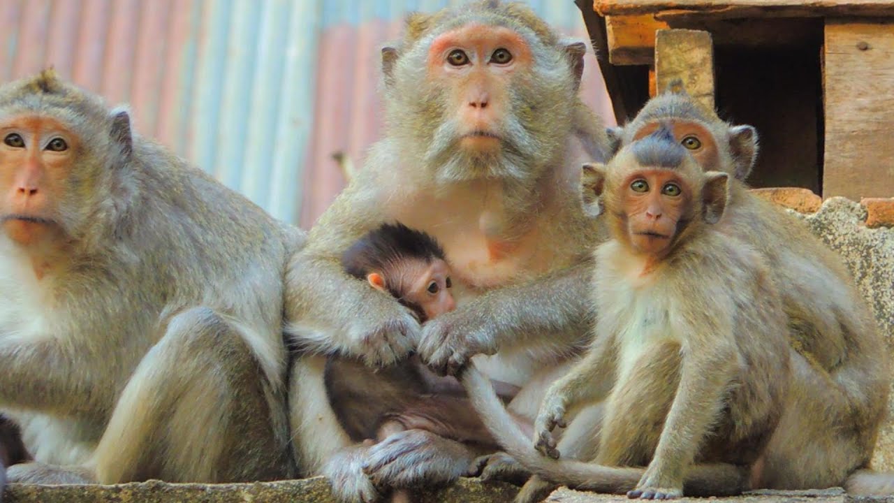 A great family of monkeys, what are you surprised? - YouTube