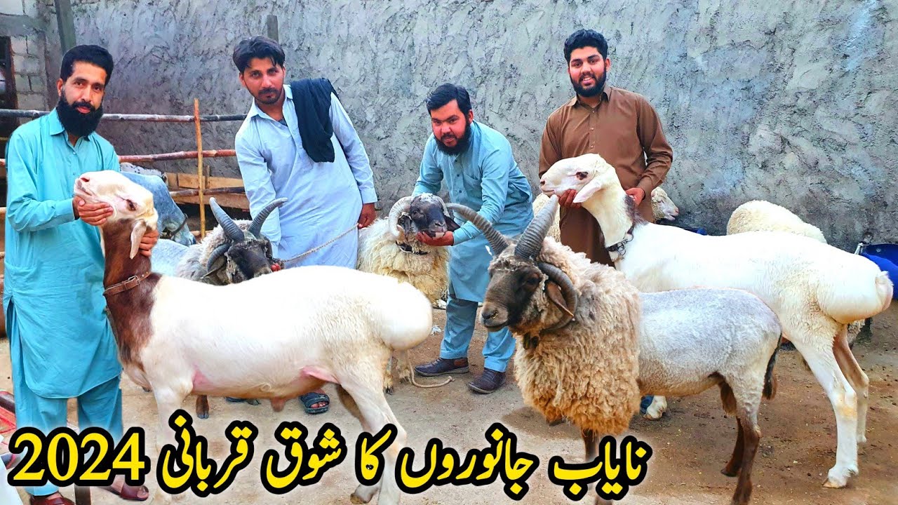 4 Seengo Wala Nayab Dumba Longtail Turkey Dumby_Qurbani Bakra Eid 2024 ...