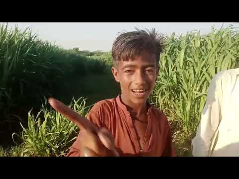 Sindhi new film 📽️ Sher Ali