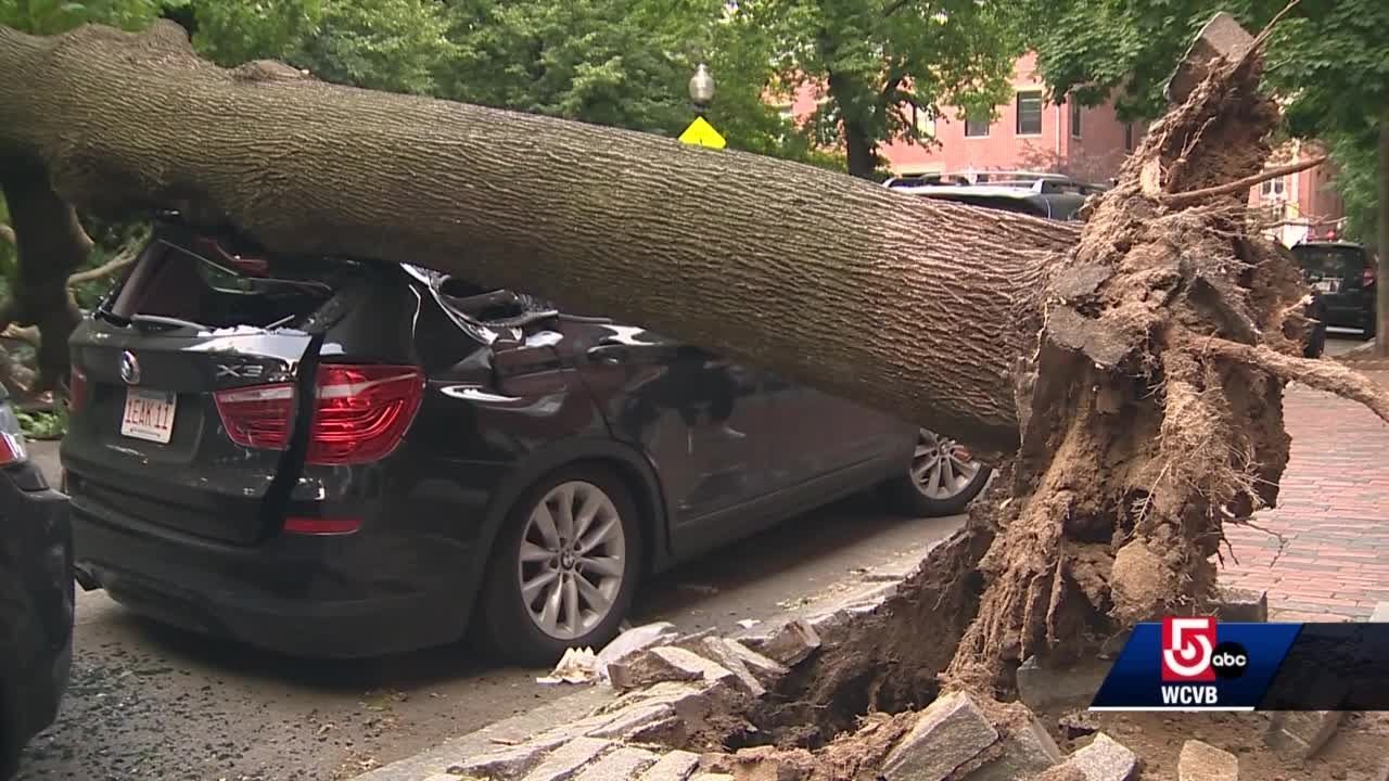 Multiple Boston vehicles crushed by falling South End tree - YouTube