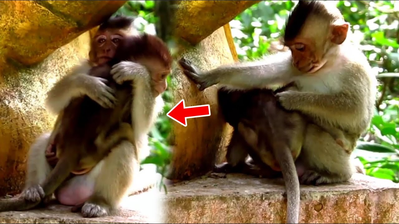 New Day From Monkeys Today They Are Is Very Active Clip At Morning ...