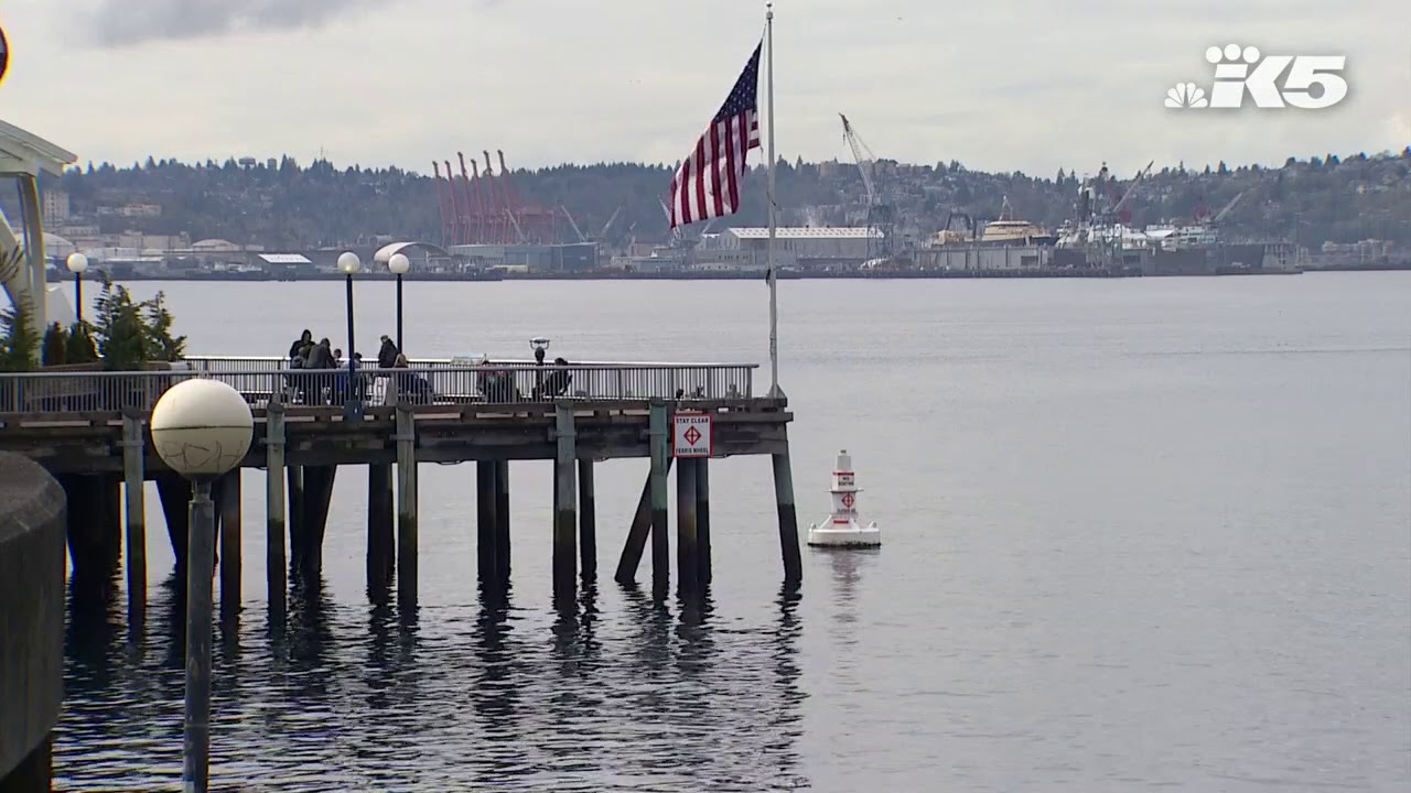Bottlenose dolphins sighted in Puget Sound - YouTube