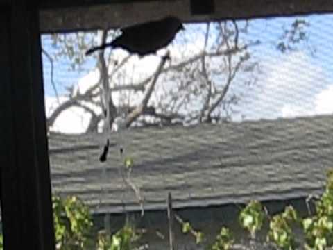 poop on the window. FABULOUS! - YouTube