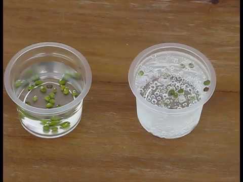 Dancing Bean Science Experiment - YouTube