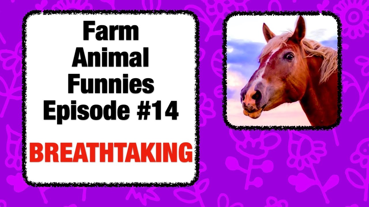 Stinkiest Animal Breath - Funny Animal Videos - Comedy Skit #14 - YouTube