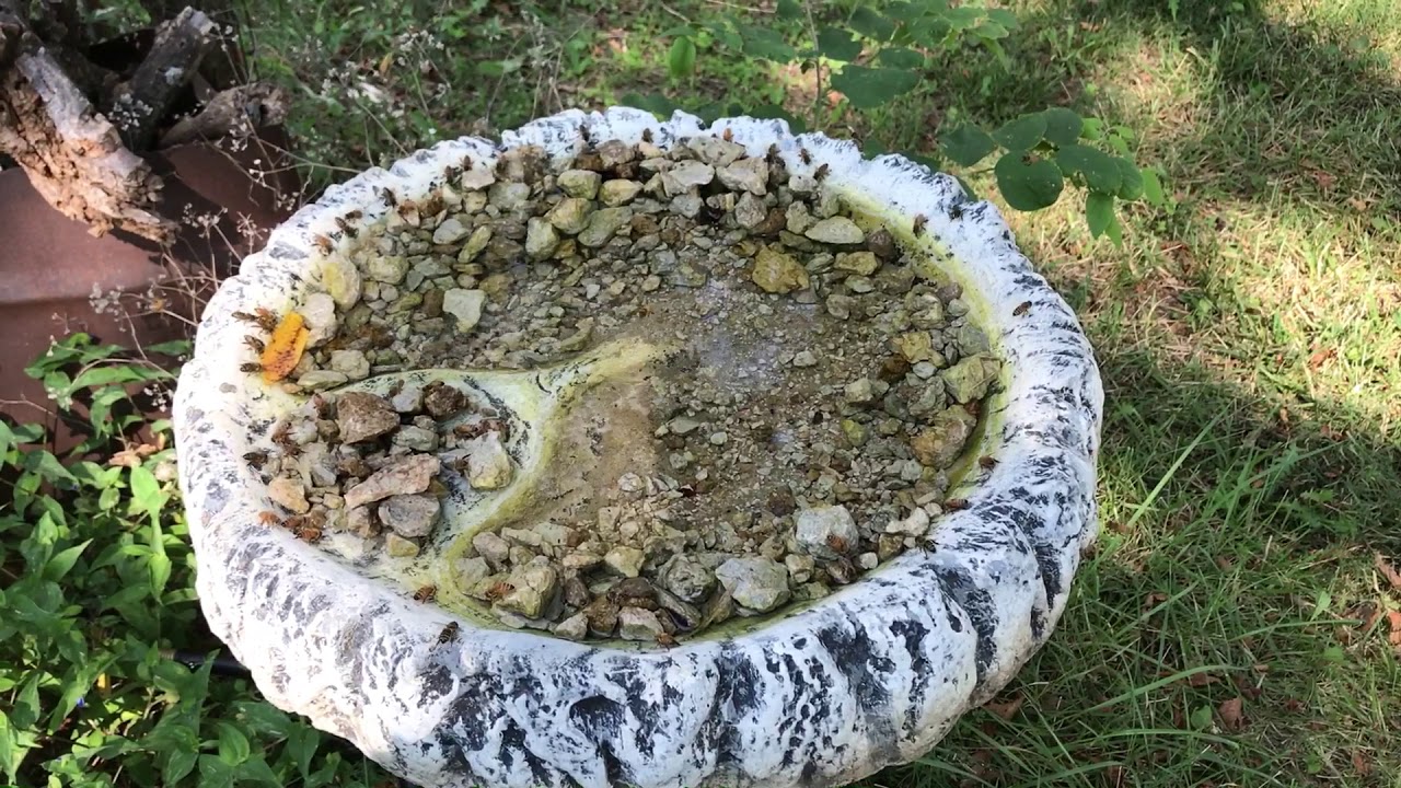 Bees at the bee bath - YouTube