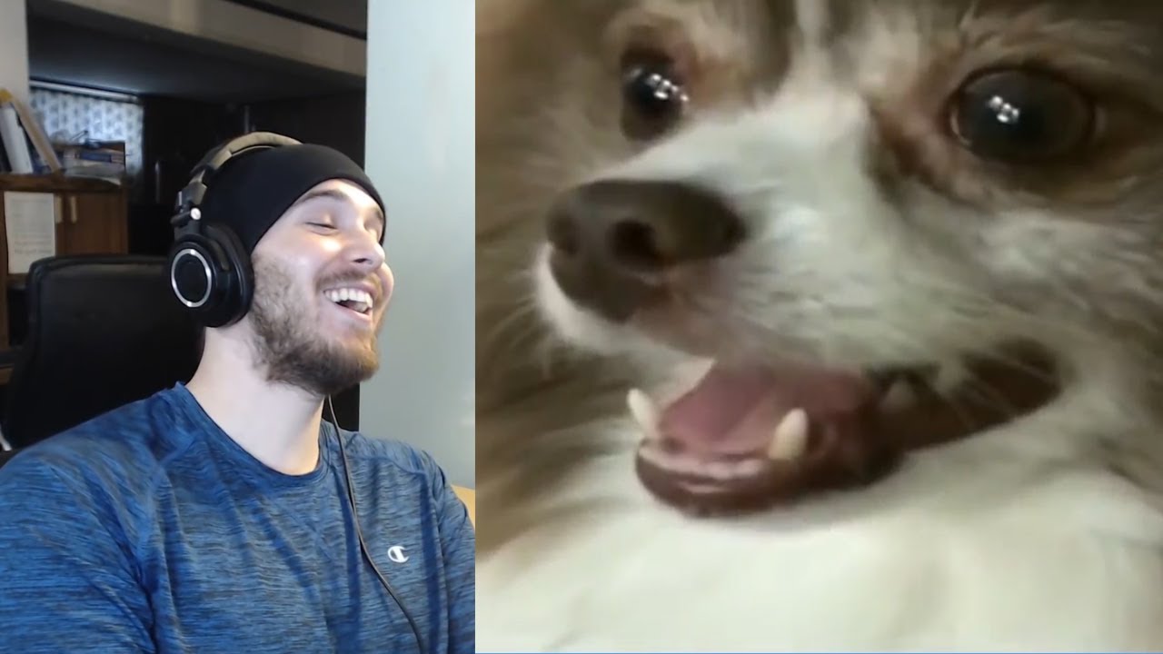 DON'T LAUGH! - Try Not to Laugh Challenge (Charmx reupload) - YouTube