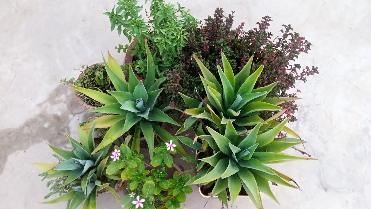 best combination plants ideas. one pot two plants.space saving ideas ...