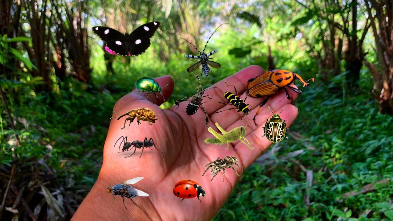 this is amazing‼️unique insects are here - YouTube