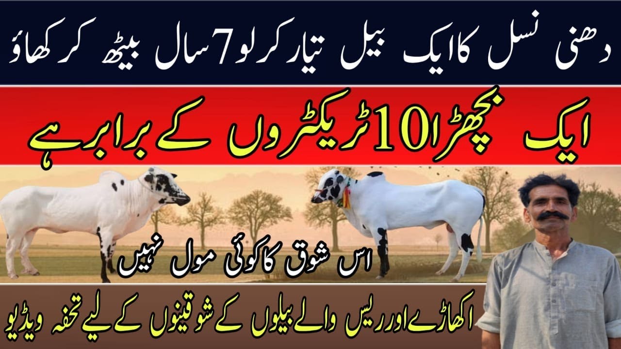 Dhani Cattle Farming In Pakistan | Dhani Bulls Information And ...