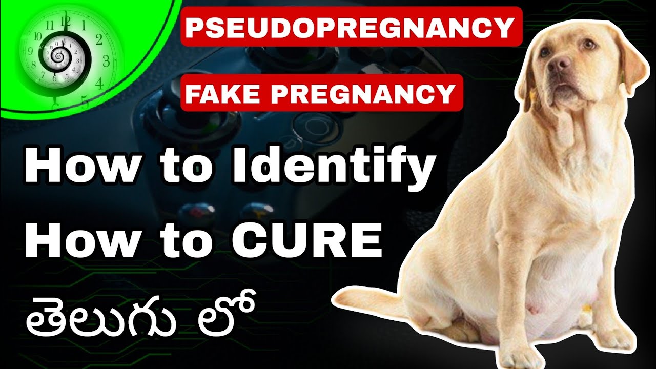 What is a fake pregnancy or a false pregnancy How to identify a false ...