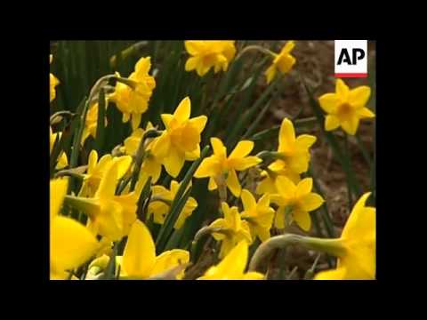 Daffodils harvested to produce a drug to fight Alzheimer's disease ...
