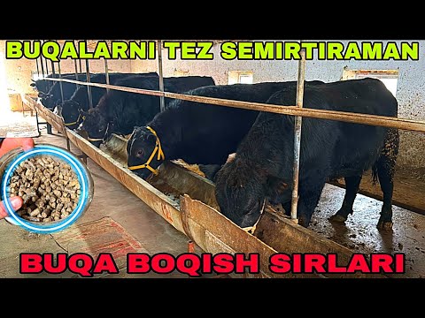 ANGUS SEMENTAL BUQA BOQISH SIRLARI TEZ SEMIRTIRISH SIRLARI - YouTube