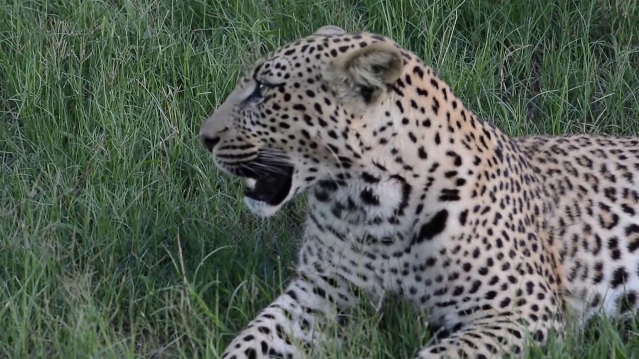 Fight of panther 111122233 - YouTube