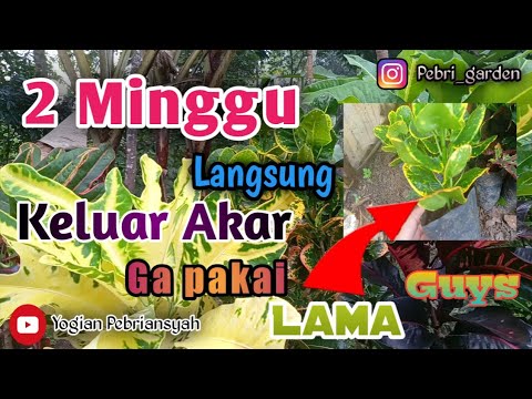 Cara Stek Tanaman Puring 2 Minggu di jamin tumbuh jika caranya seperti ...
